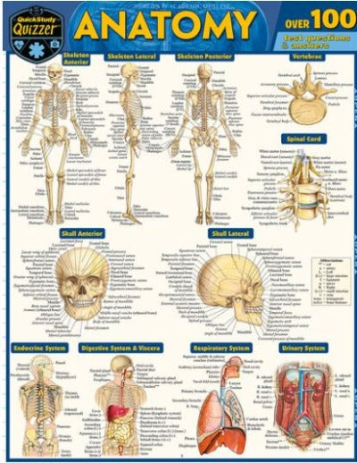 Human Anatomy Exam Questions